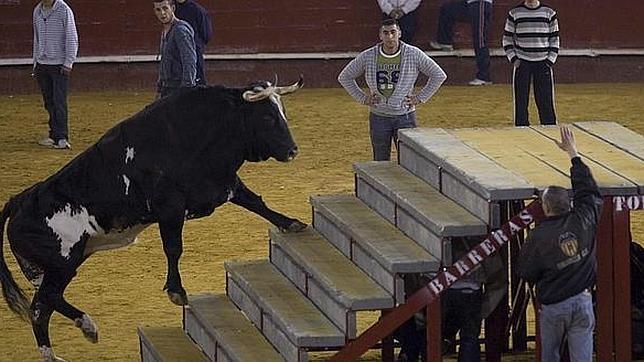 Muere el toro «Ratón»