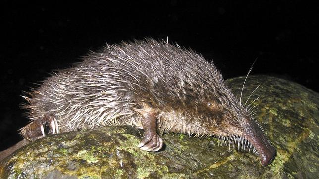 Los atropellos cometidos contra los «vulnerables» desmanes