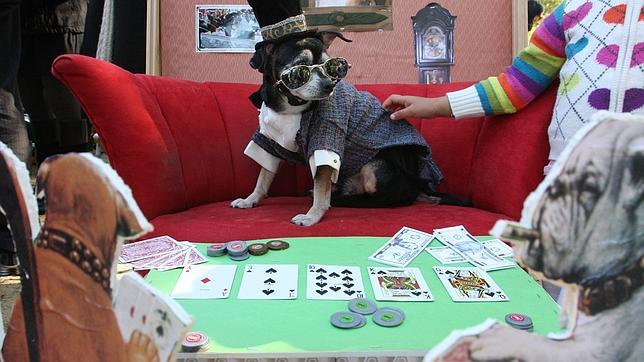 Nace el primer canal de televisión para perros