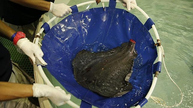 El Oceanográfico pide respeto para los peces raya que llegan a la costa ...