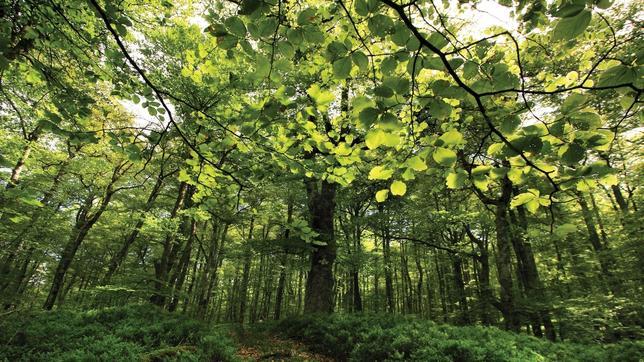 Diez de los hayedos más espectaculares de España
