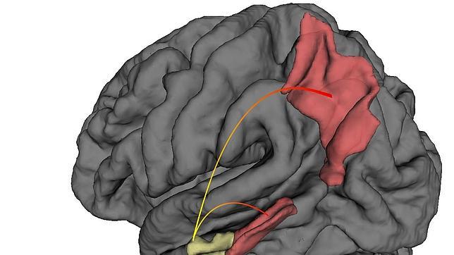 Descubren dónde, por qué y cómo se propaga el alzhéimer