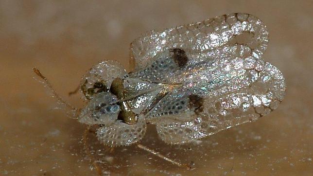 Los diez insectos más raros del mundo