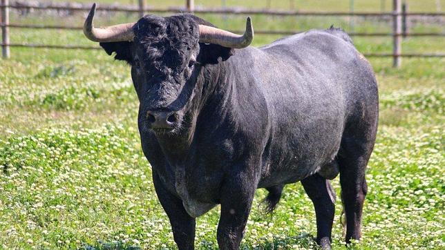 Estos son los victorinos que toman el relevo de los miuras en la Feria ...
