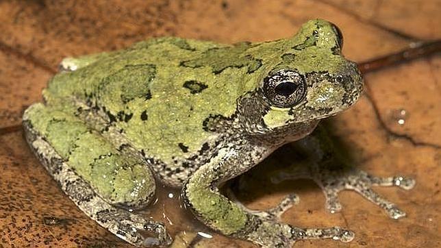 Diez curiosidades sobre las ranas que quizás no conozcas