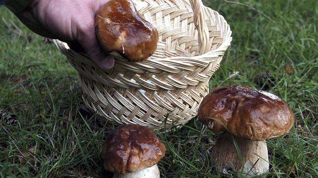 Diez lugares donde recoger setas en Castilla y León