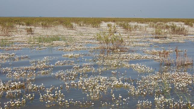 El reino de las plantas