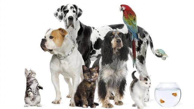 Diez beneficios para salud que aportan las mascotas