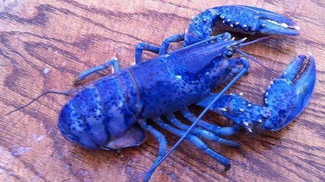 Los ocho animales con colorido más insólito de la naturaleza