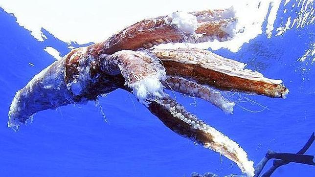 Los «monstruos» marinos que habitan las aguas de Canarias