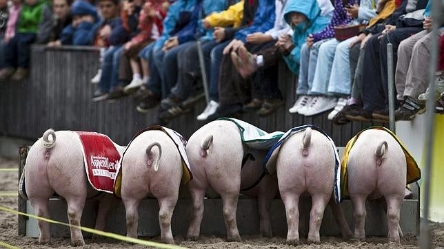 Una carrera de cerdos sustituye a los encierros taurinos en un pueblo ...
