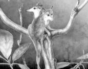 Descubren en el norte de China restos fosilizados del ancestro de los ...