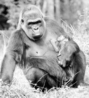 Una primatóloga asegura haber hallado una nueva especie de simio en África