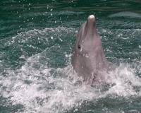 Los delfines de aleta blanca, a 50 'pasos' de su extinción