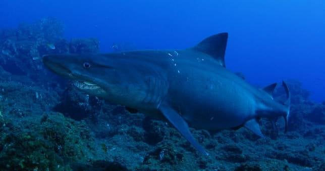 Un tiburón solrayo sorprende en las aguas del Mar de las Calmas