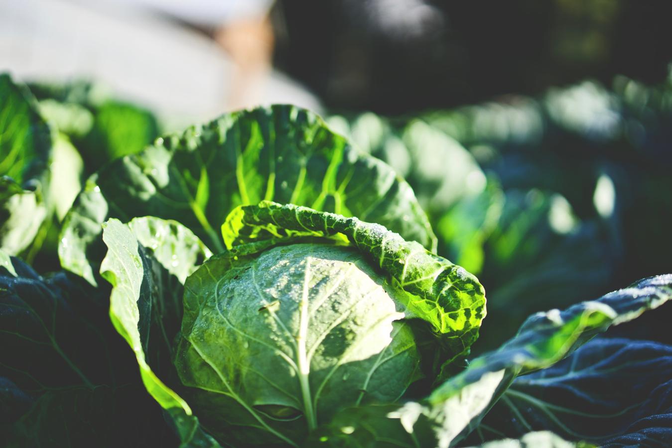 Frutas y verduras de temporada que puedes comer en octubre