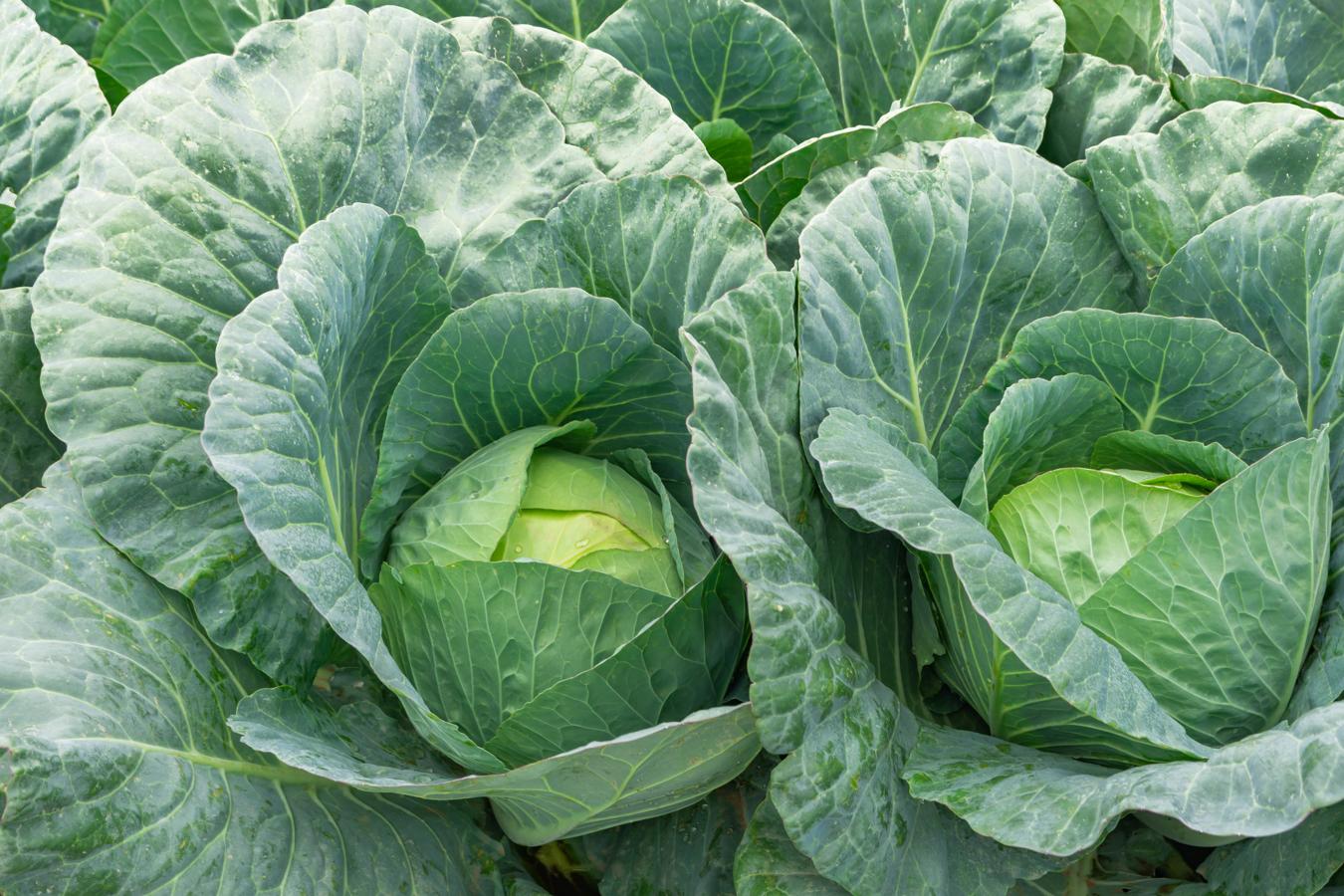 Frutas y verduras de temporada: lista de las más sabrosas de febrero