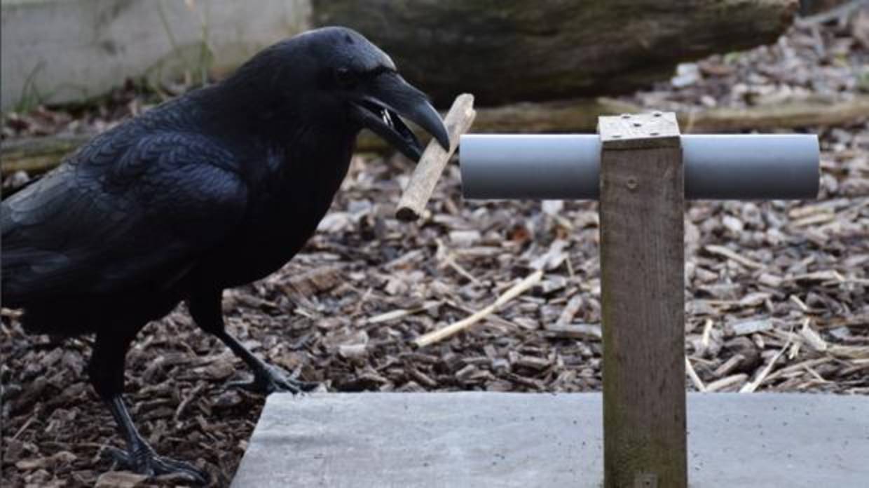 Los cuervos planifican el futuro como los humanos