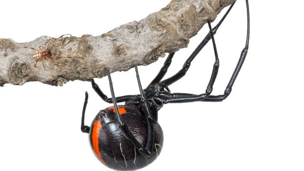 Arañas: Descubierta la viuda negra venenosa más grande del mundo