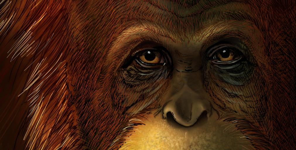 Un diente revela la historia del simio más grande que jamás haya existido