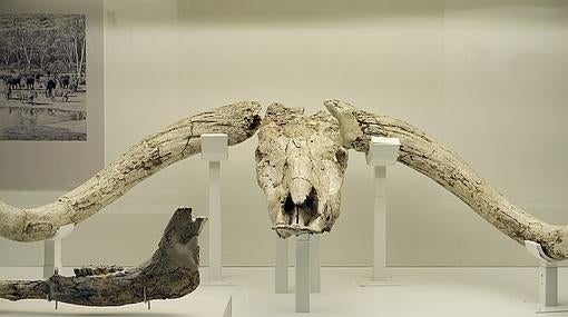 Pelorovis Oldowayensis