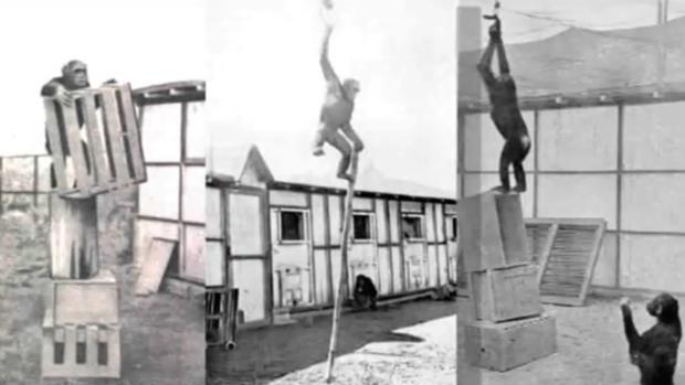 Vídeo: los experimentos con monos del científico alemán Wolfgang Köhler ...