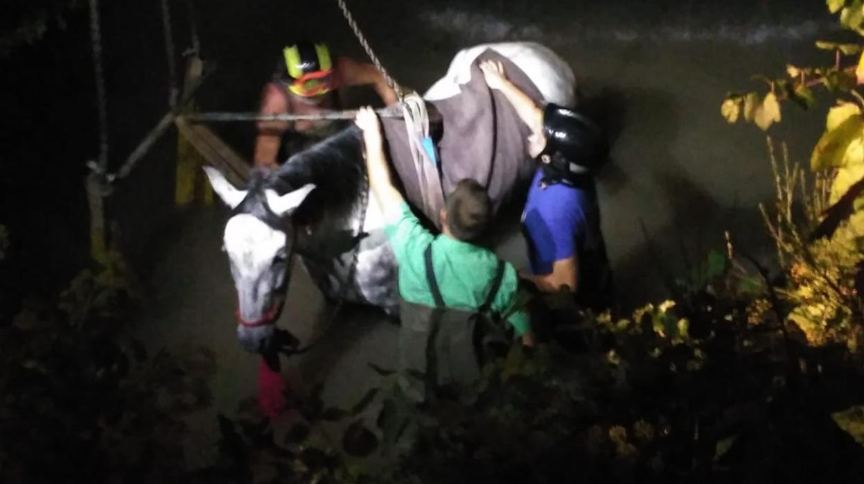 El angustioso rescate de un caballo que se había caído a un pozo
