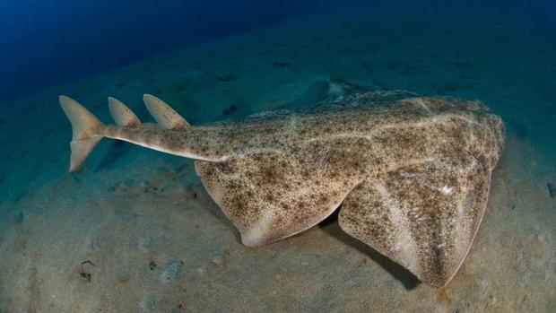 Las Islas Canarias albergan cuatro áreas de cría del tiburón más ...