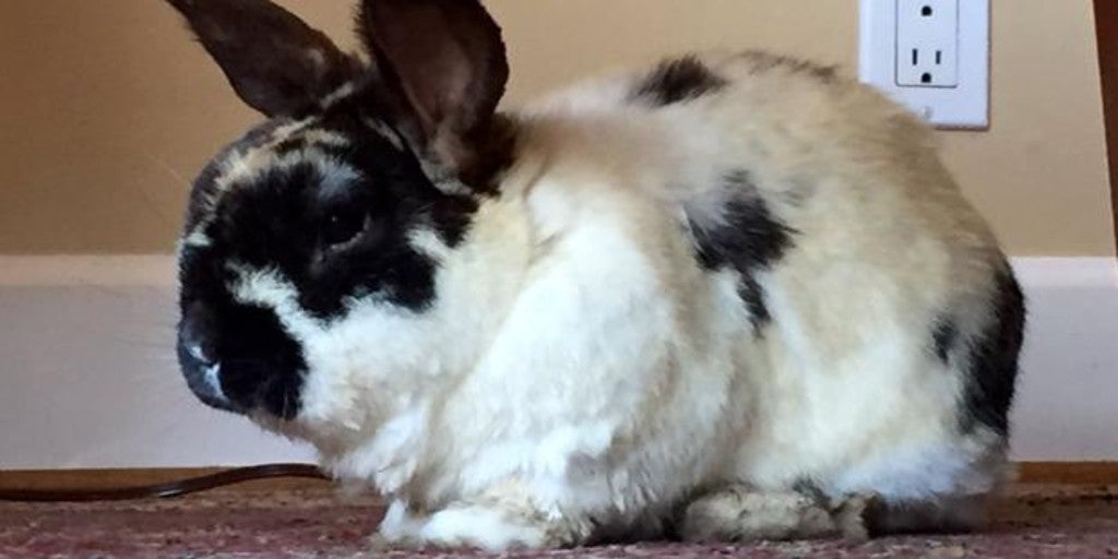 El original truco para que un conejo con miedo al suelo de gres pueda ...