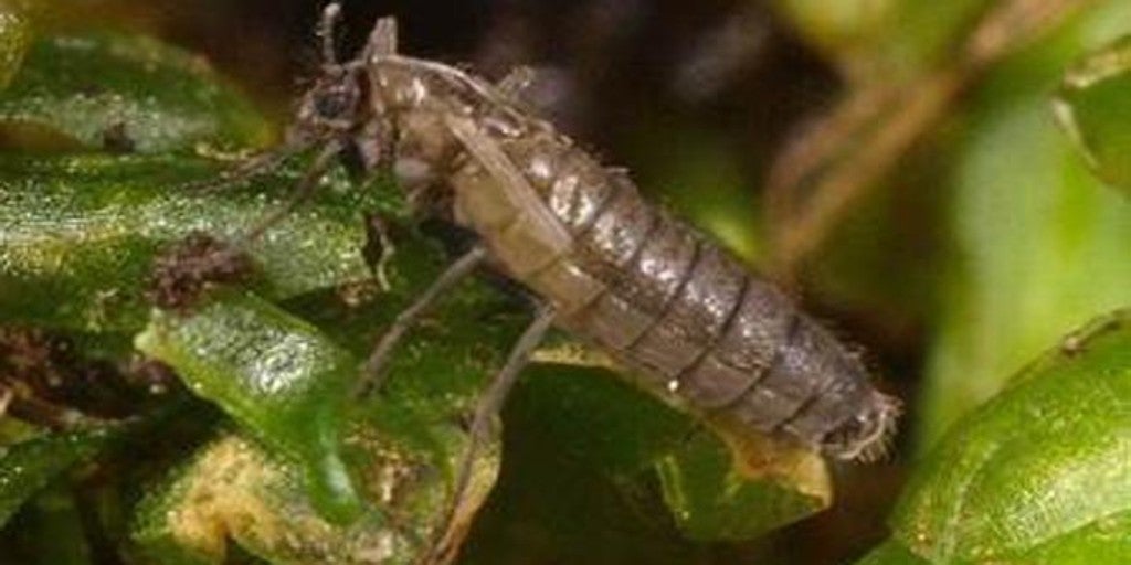 Investigadores españoles detectan distintas especies de mosquitos ...